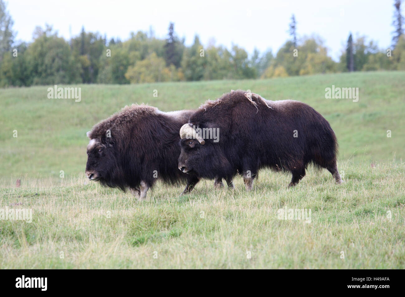 Oxen america hi-res stock photography and images - Alamy