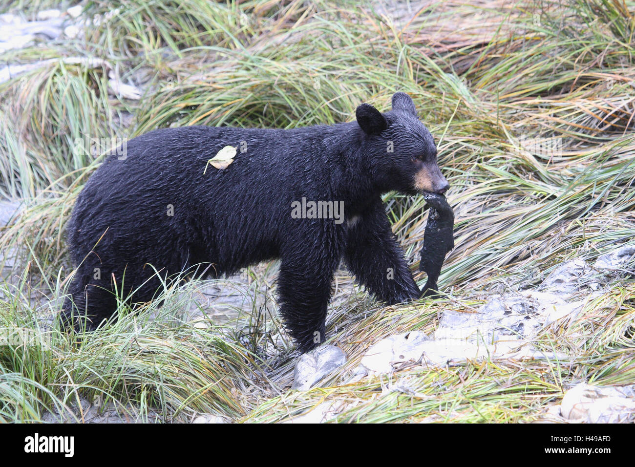 Black bear, food, prey, salmon Stock Photo - Alamy