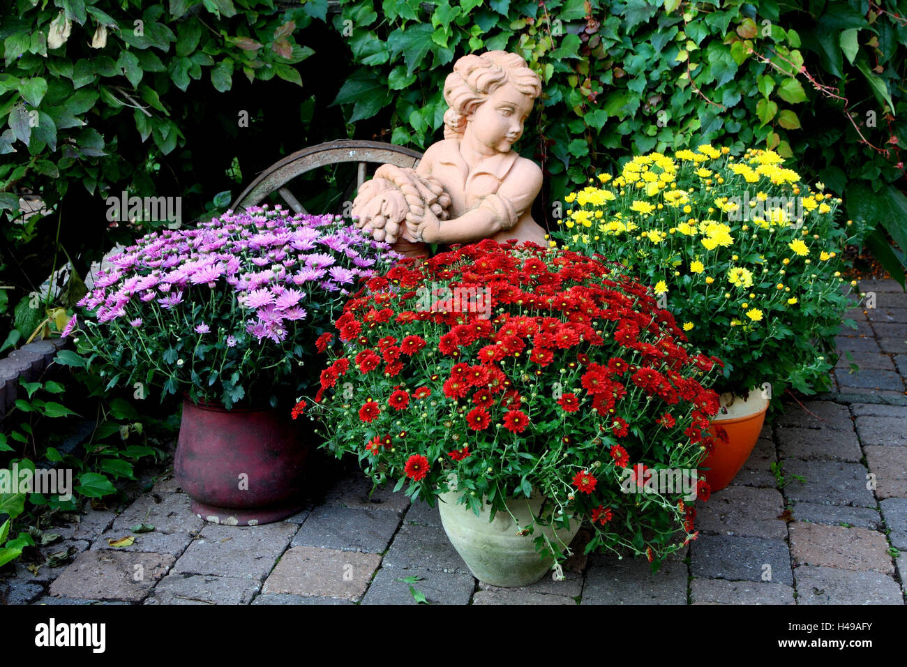 Chrysanthemum multiflora hi-res stock photography and images - Alamy