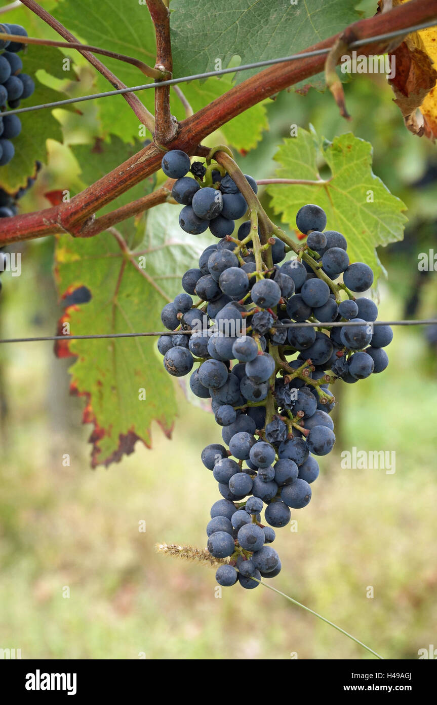 Seedlings grapes in the vineyard mozow hi-res stock photography and ...