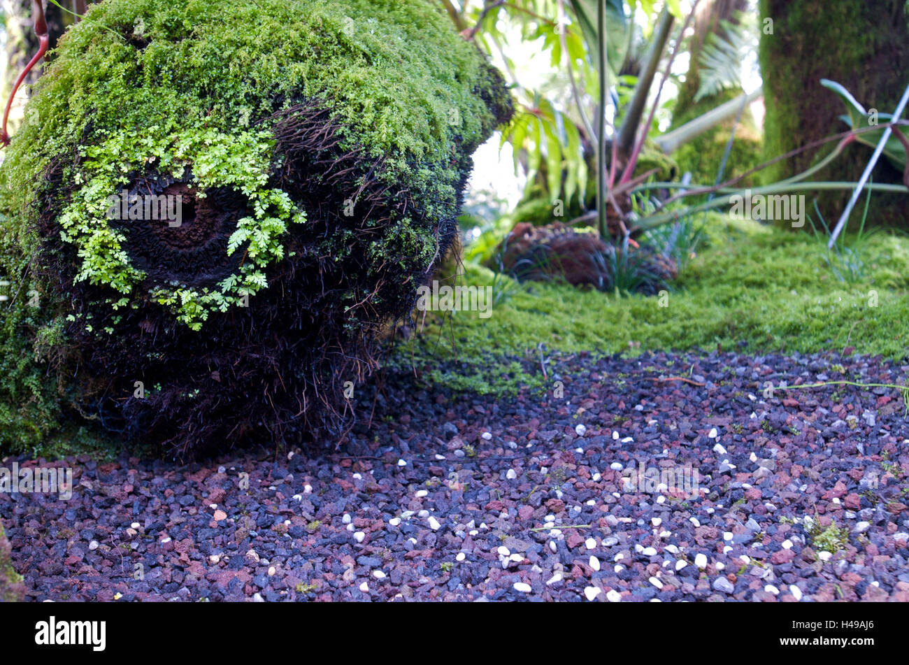 Fern root hi-res stock photography and images - Alamy