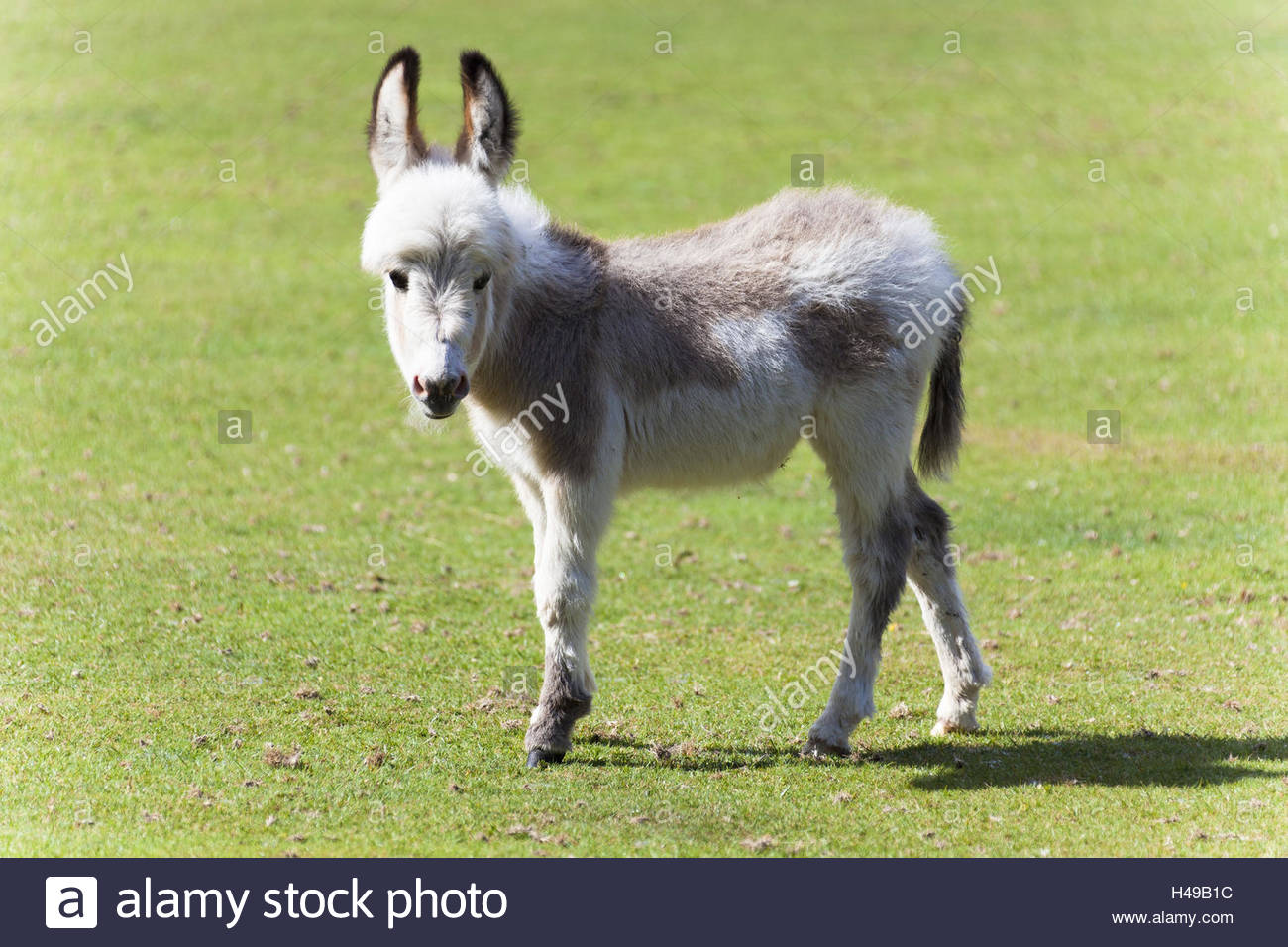Baby Miniature Donkey Stock Photos & Baby Miniature Donkey Stock Images ...