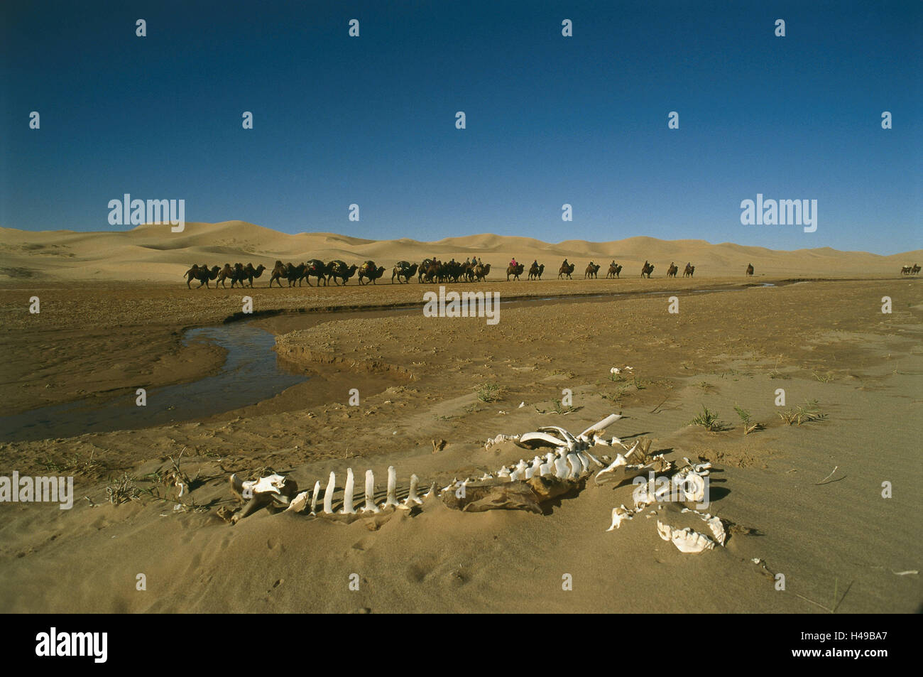 Skeleton of camel hi-res stock photography and images - Alamy
