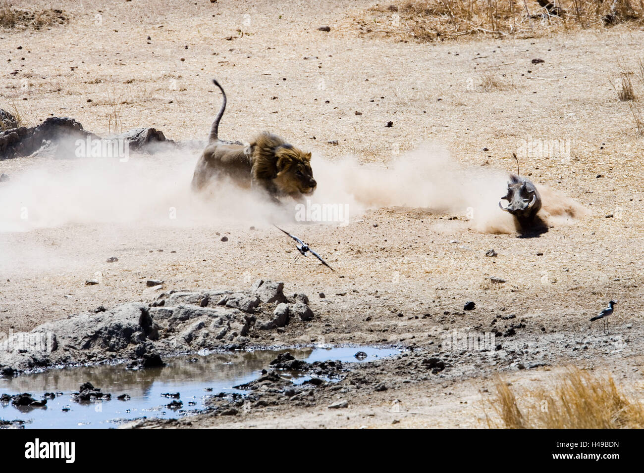 Africa, Namibia, Etosha national park, lion, hunt, papilla pig Stock ...