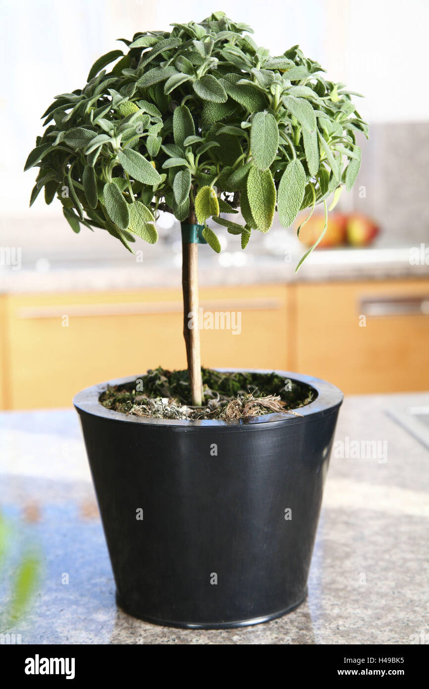 Sage in pot, stem, little stem, Salvia officinalis Stock Photo - Alamy