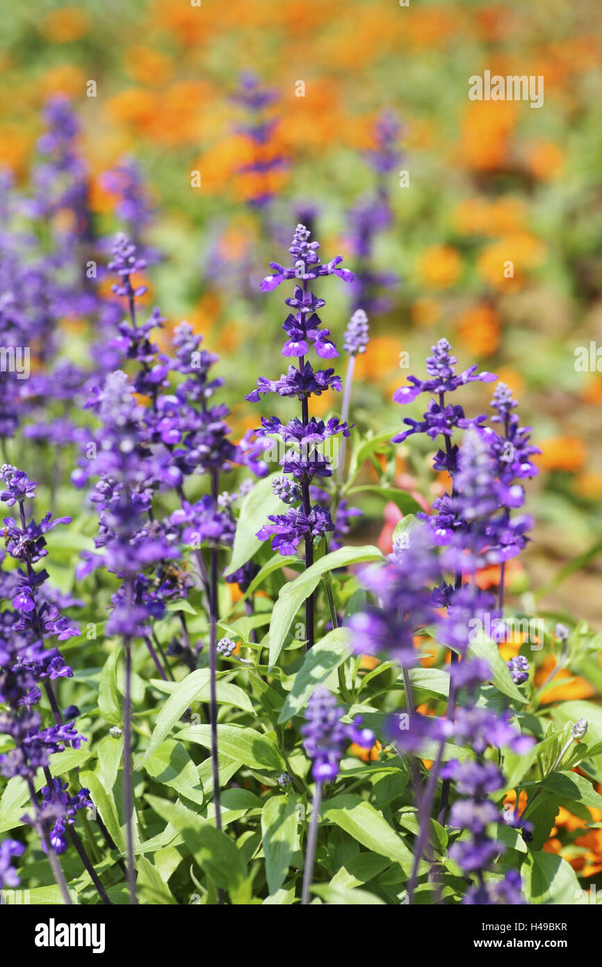 Sage, garden sage, woodland sage, Salvia nemorosa Stock Photo - Alamy