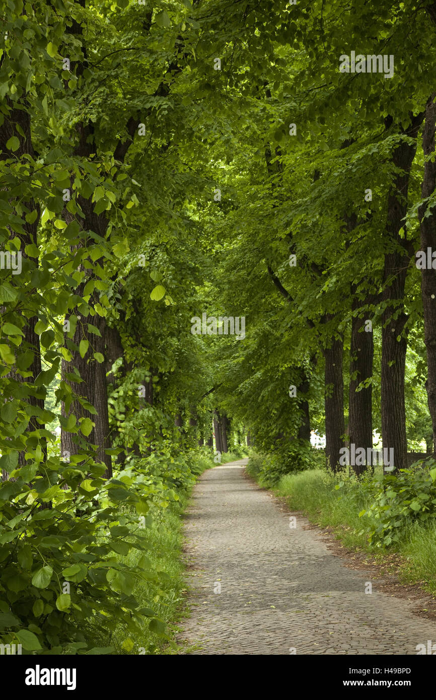 Lindenallee (street), way, avenue, lime-trees Stock Photo - Alamy
