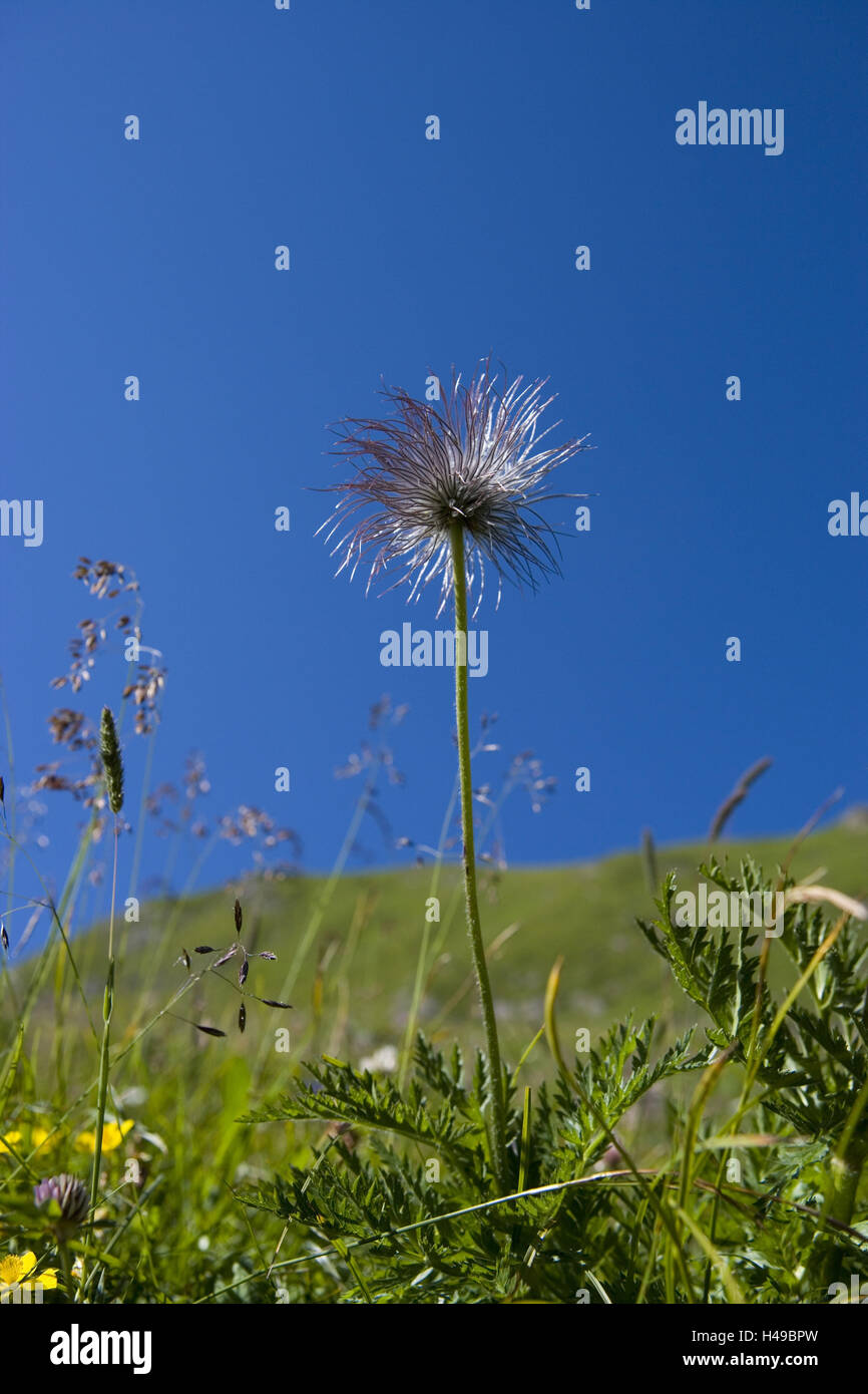 Alps, mountain pasture, Berg-Nelkenwurz, Geum montanum, semen state ...