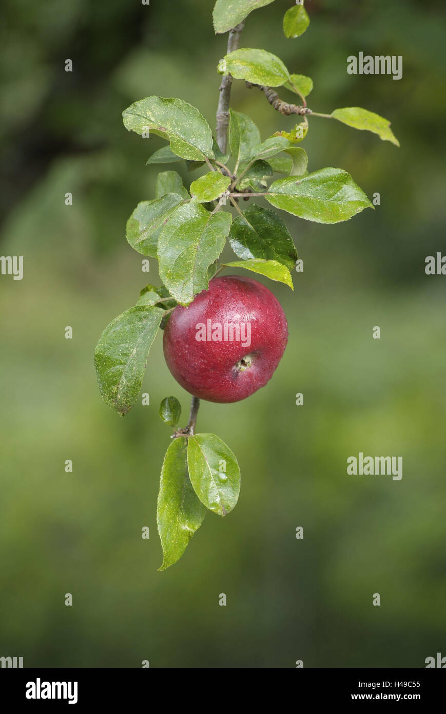 Apple-tree, branch, detail, leaves, apple, red, plant, fruit, fruit ...