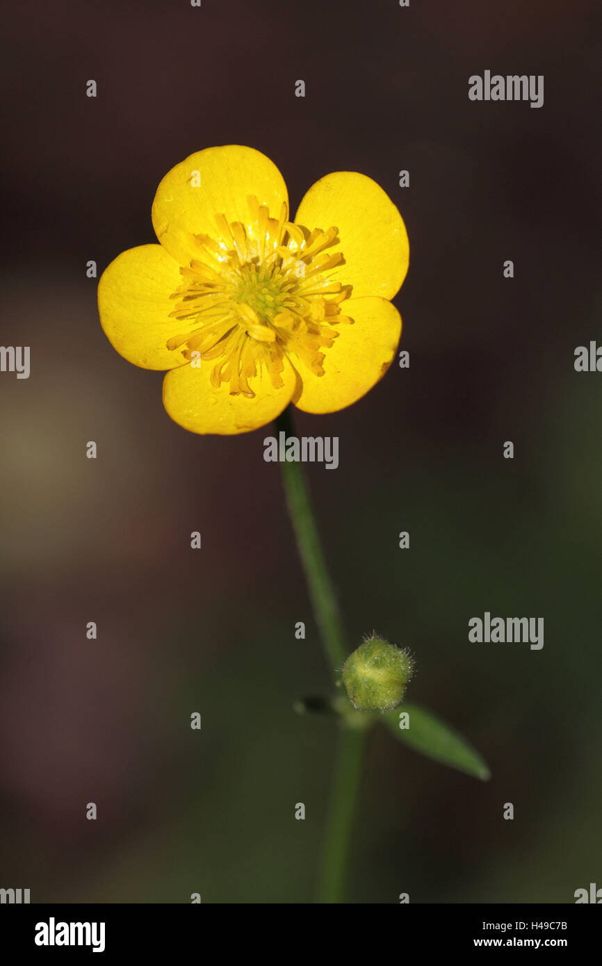 Creeping crowfoot, crowfoot, crowfoot plants, plant, crowfoot, flower ...