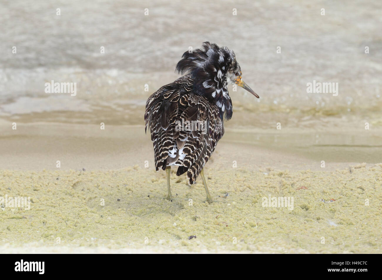 Fight runners, back view, landscape format, bird, wild animal, animal ...