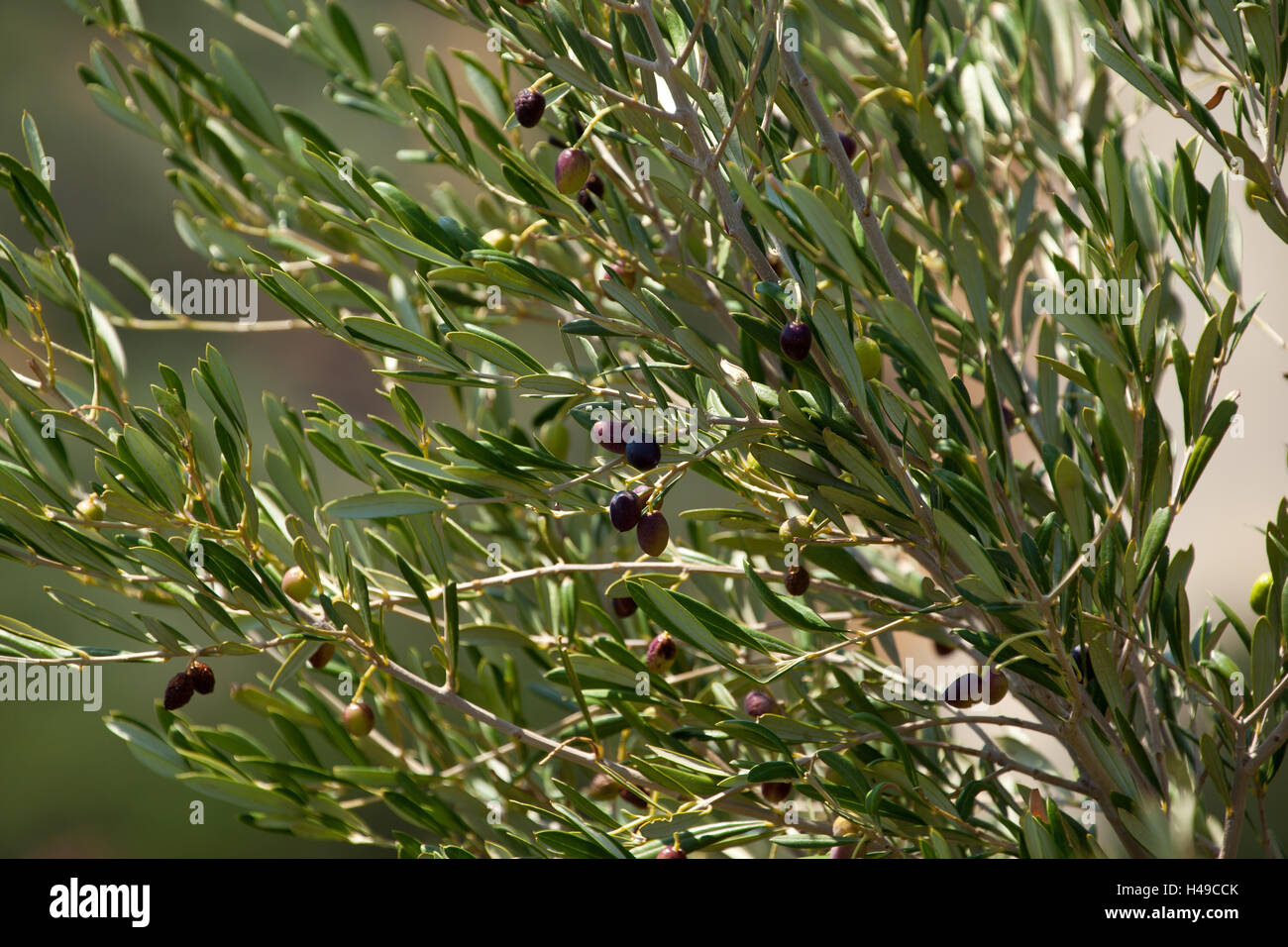 Crete olives hi-res stock photography and images - Alamy