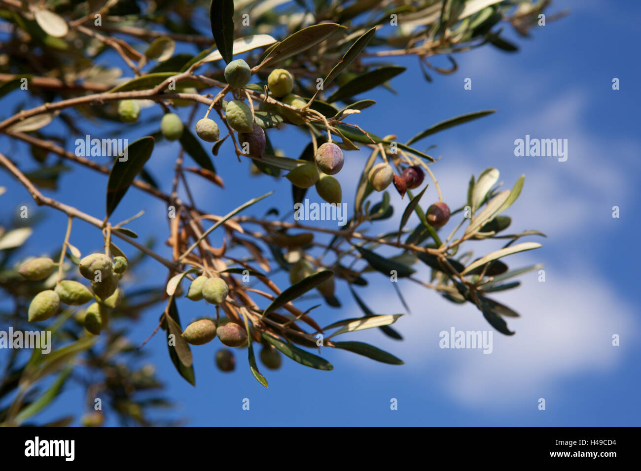 Crete olives hi-res stock photography and images - Alamy