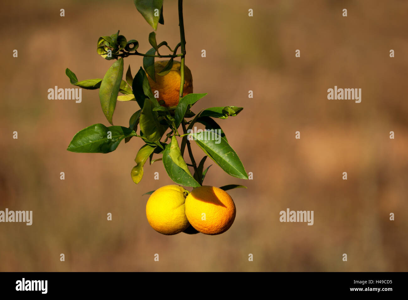 Greece, Crete, oranges Stock Photo - Alamy