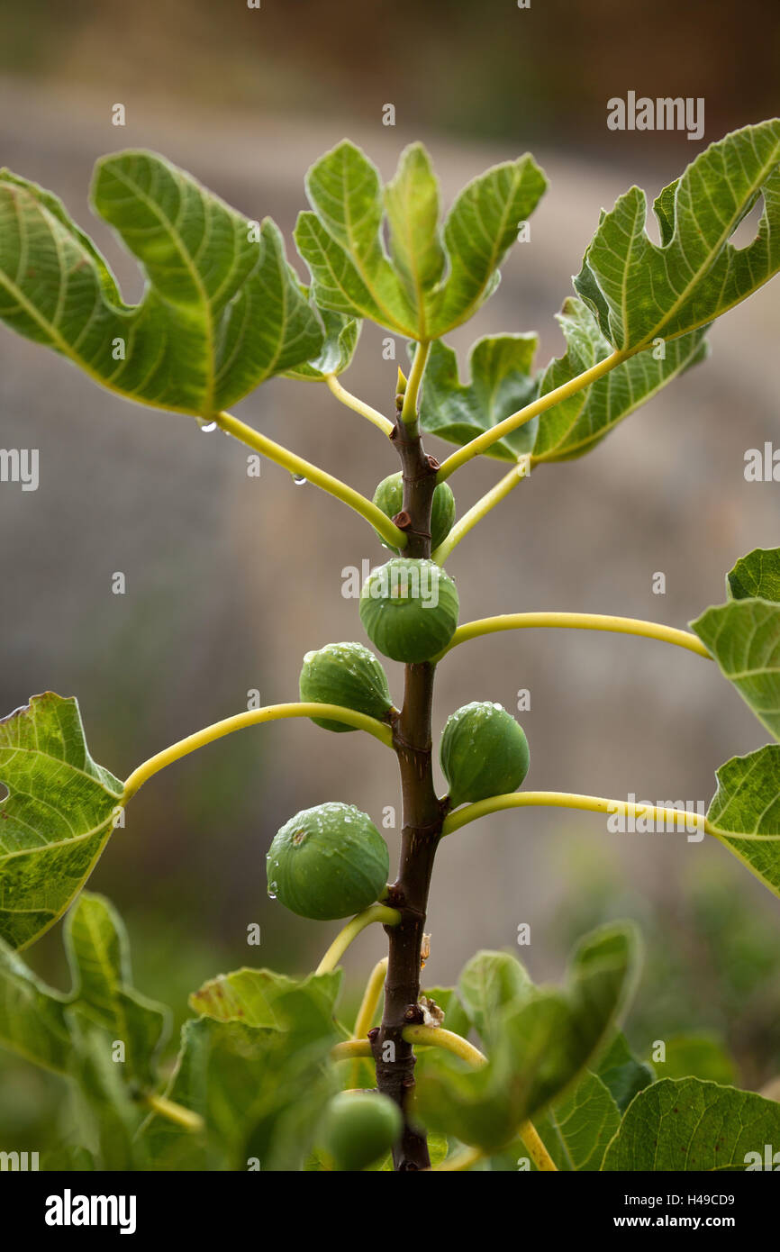 Greece crete fig tree hi-res stock photography and images - Alamy