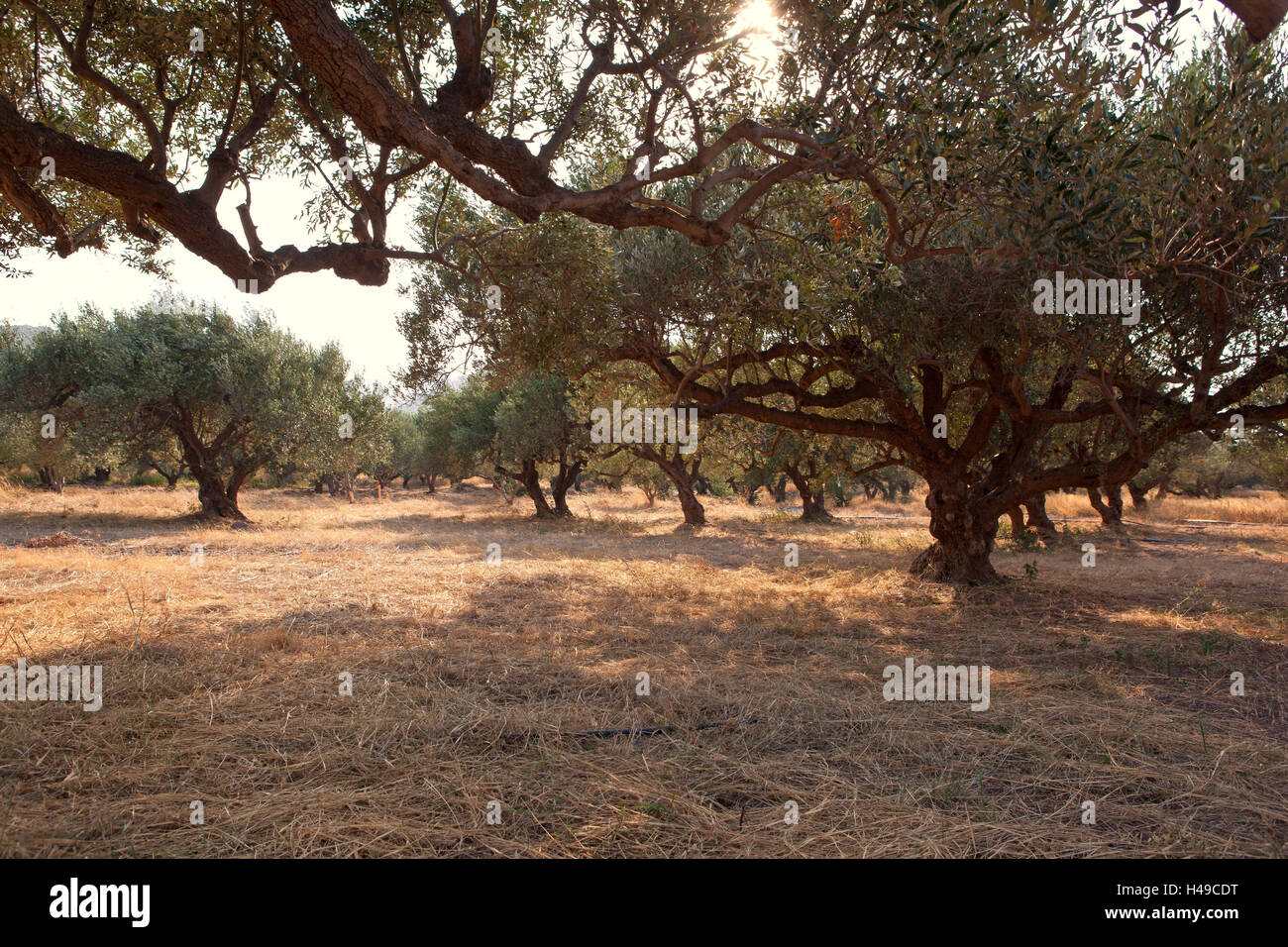 Olive plants healthy greece hi-res stock photography and images - Alamy