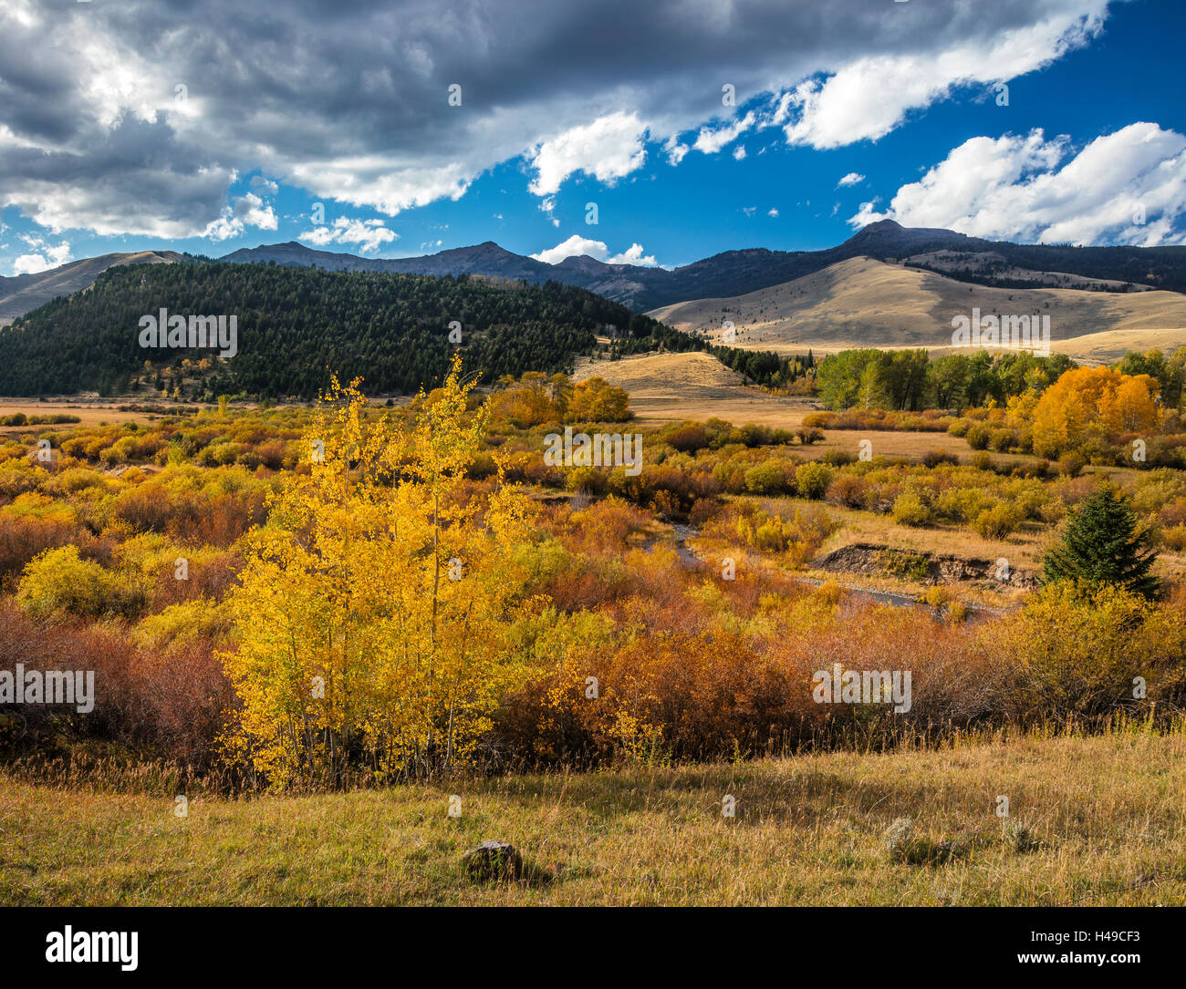 Gallatin National Forest, MT: Autumn colors near Tom Miner Creek and ...