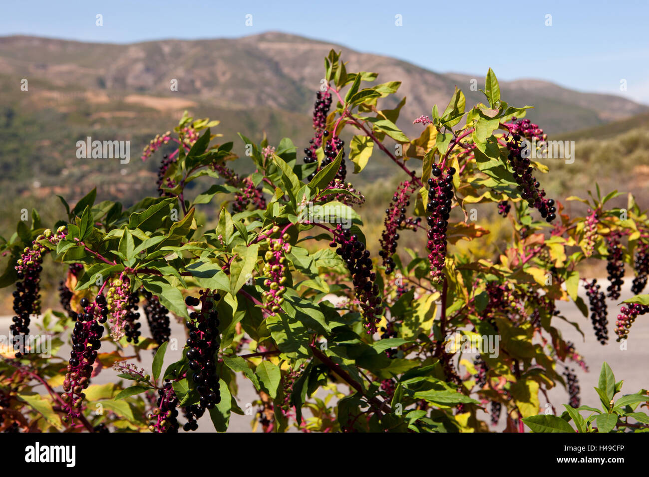Greece, Crete, shrub with foetus umbels Stock Photo - Alamy