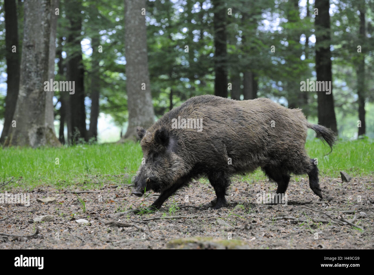 Side view of wild boar hi-res stock photography and images - Alamy