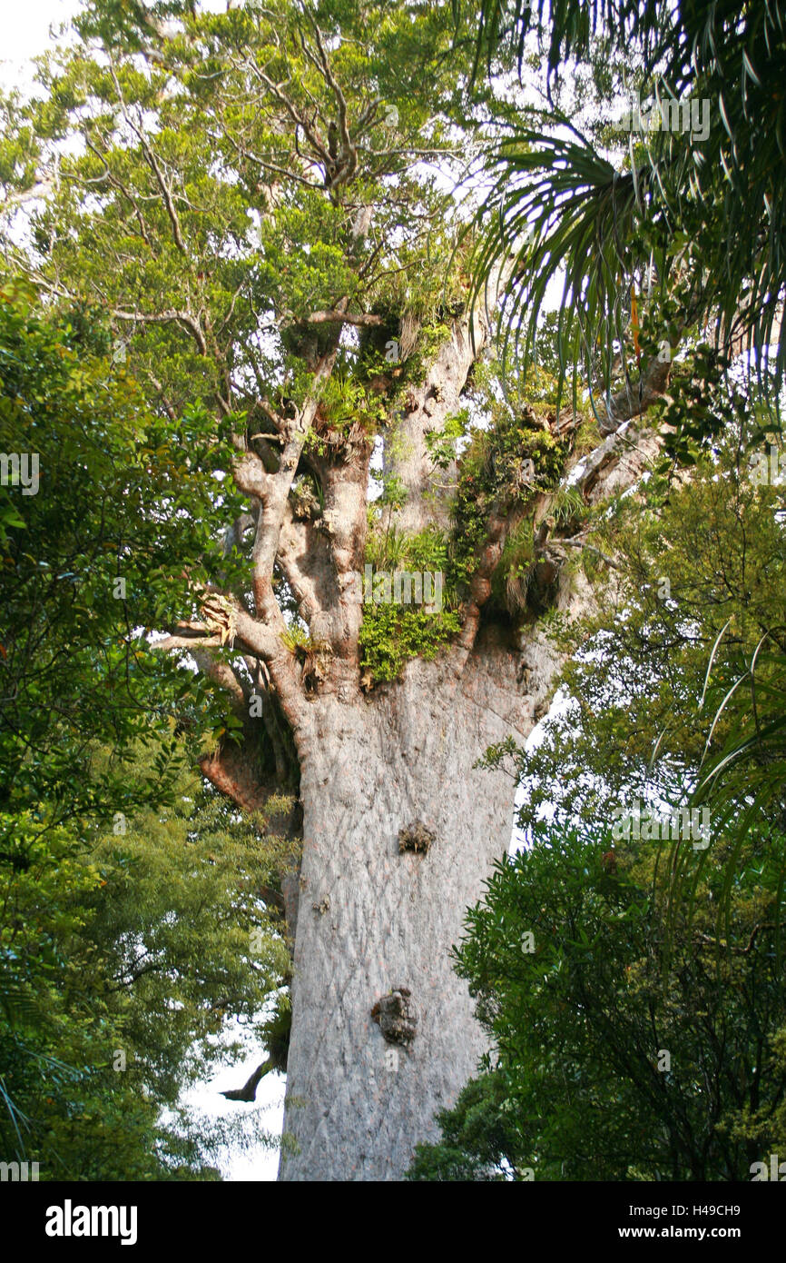 Tane maori hi-res stock photography and images - Alamy