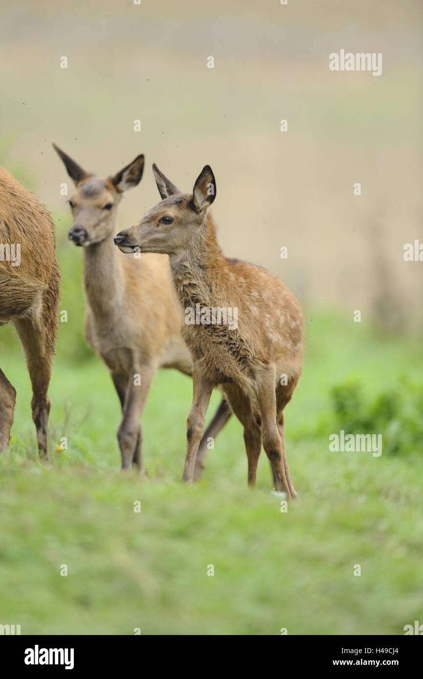 Red deer, Cervus elaphus, calves, meadow, standing, front view Stock ...