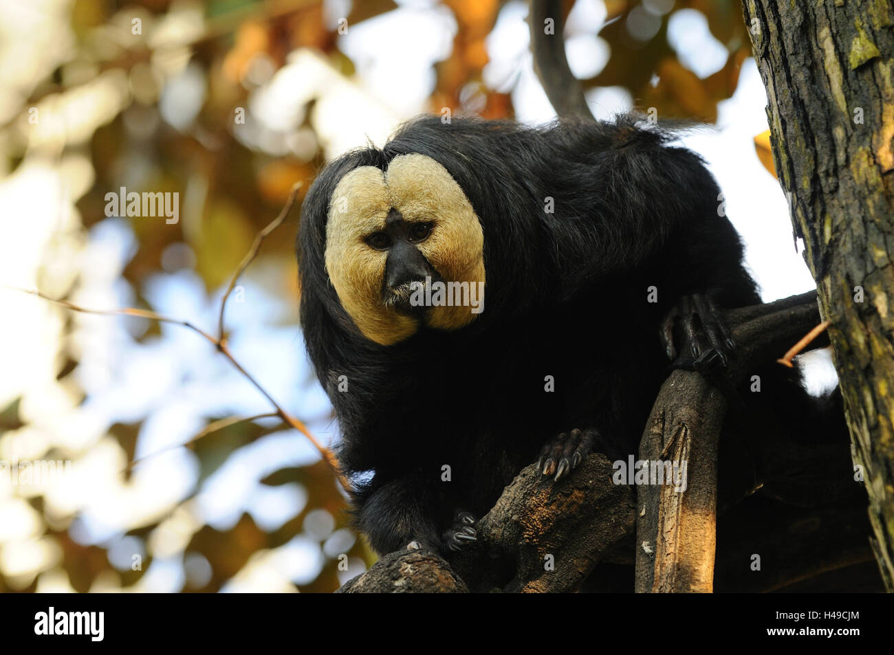 White-faced saki, Pithecia pithecia, male, looking at camera Stock ...