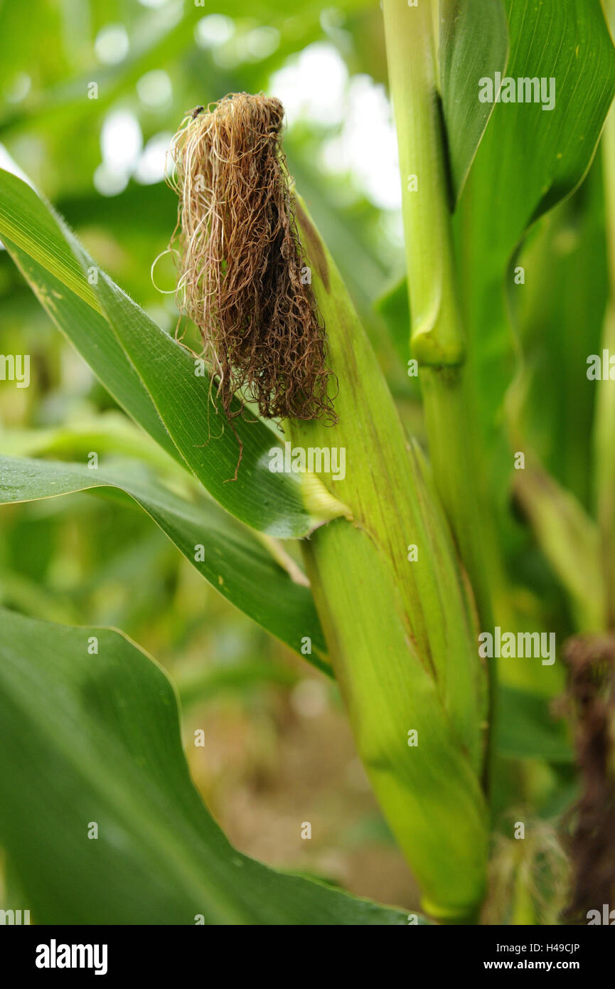Maize, Zea mays, foetus body Stock Photo - Alamy
