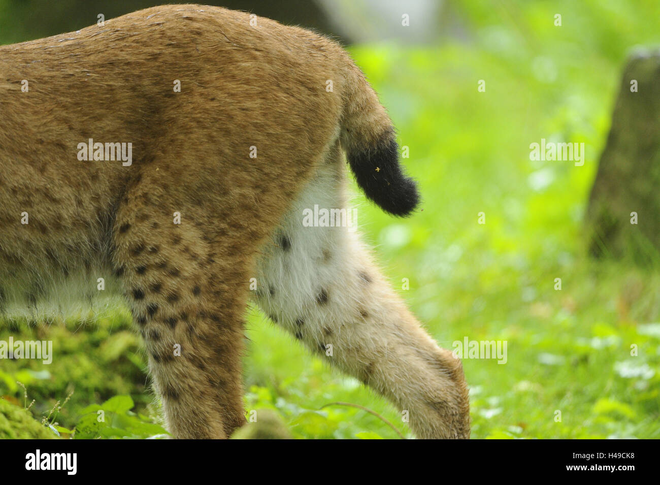 Eurasian lynx, Lynx lynx, hind legs, detail Stock Photo - Alamy