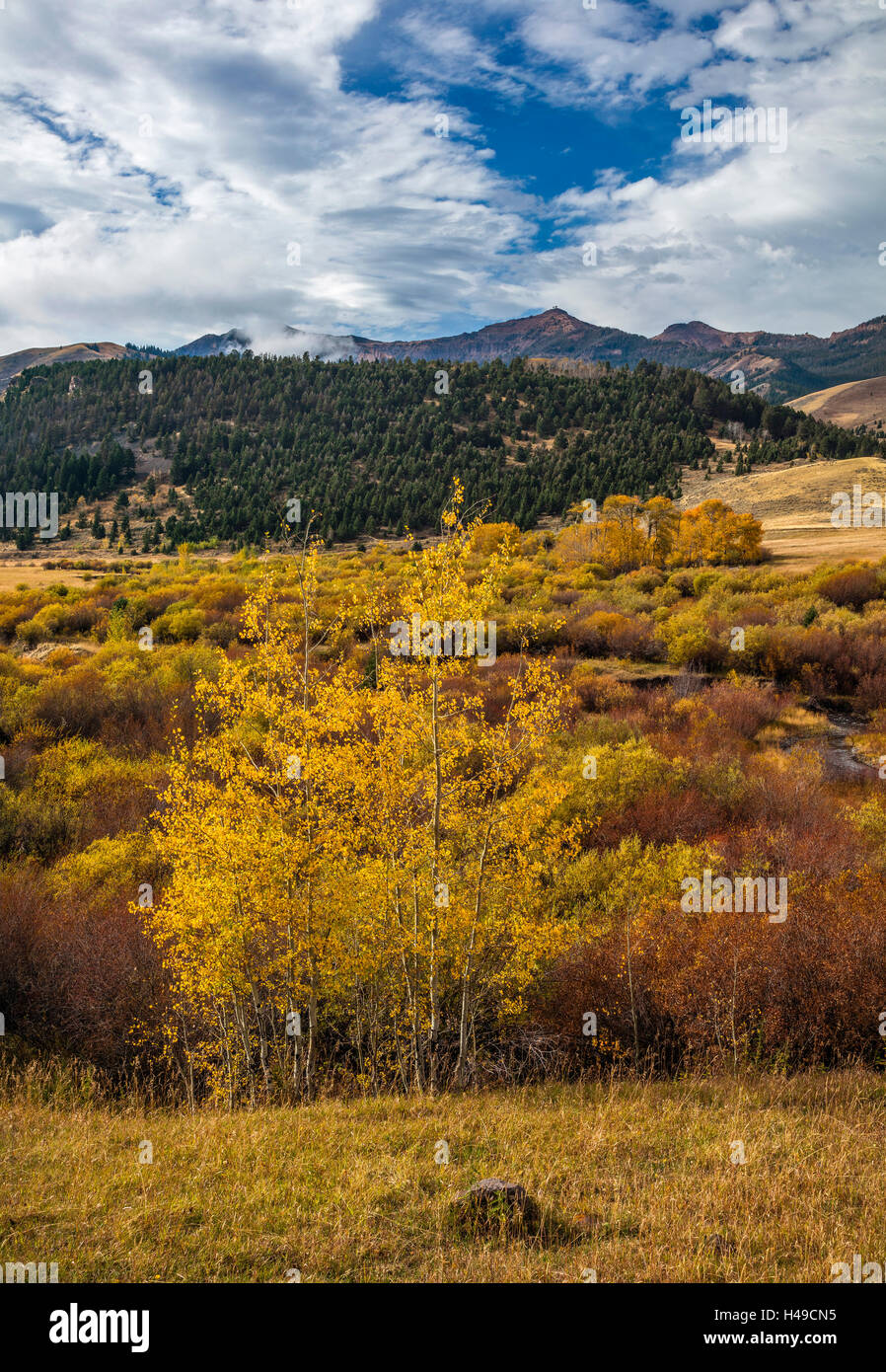 Gallatin National Forest, MT: Autumn colors near Tom Miner Creek and ...