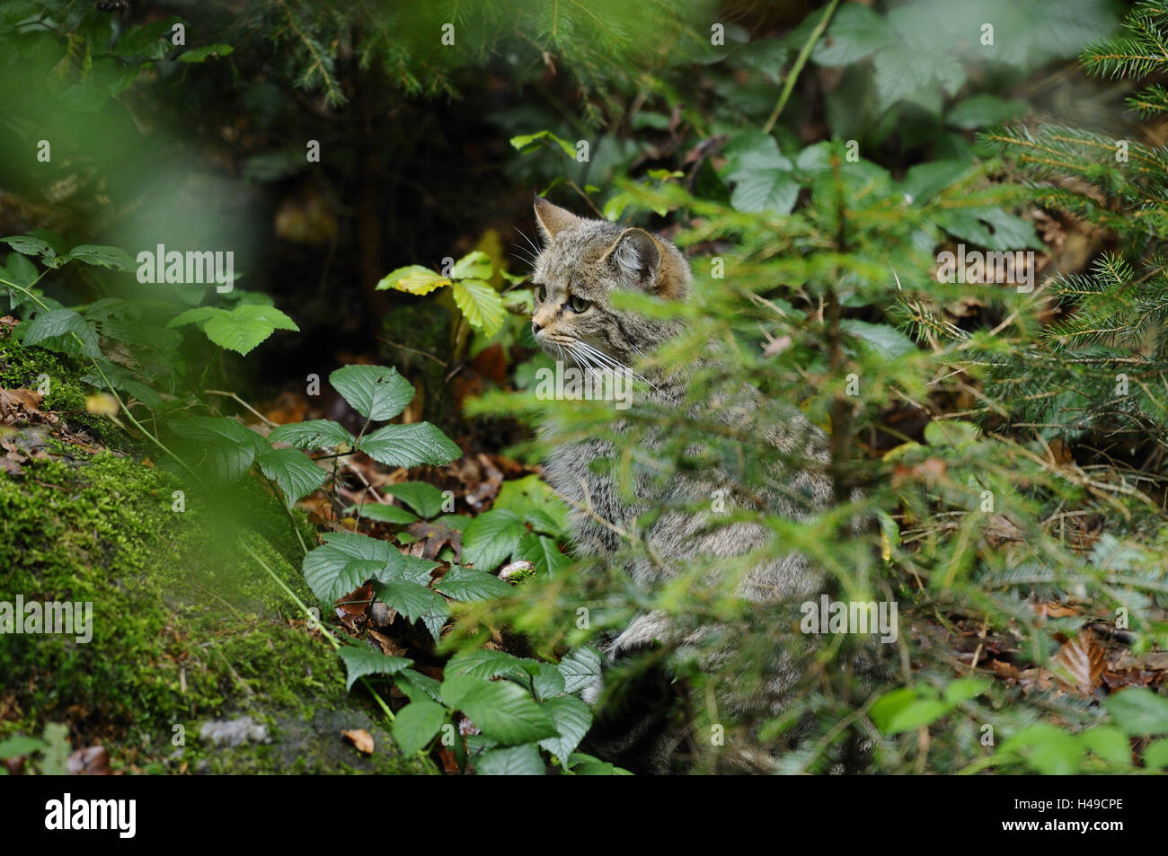 European wildcat, Felis silvestris silvestris, side view, sitting Stock ...