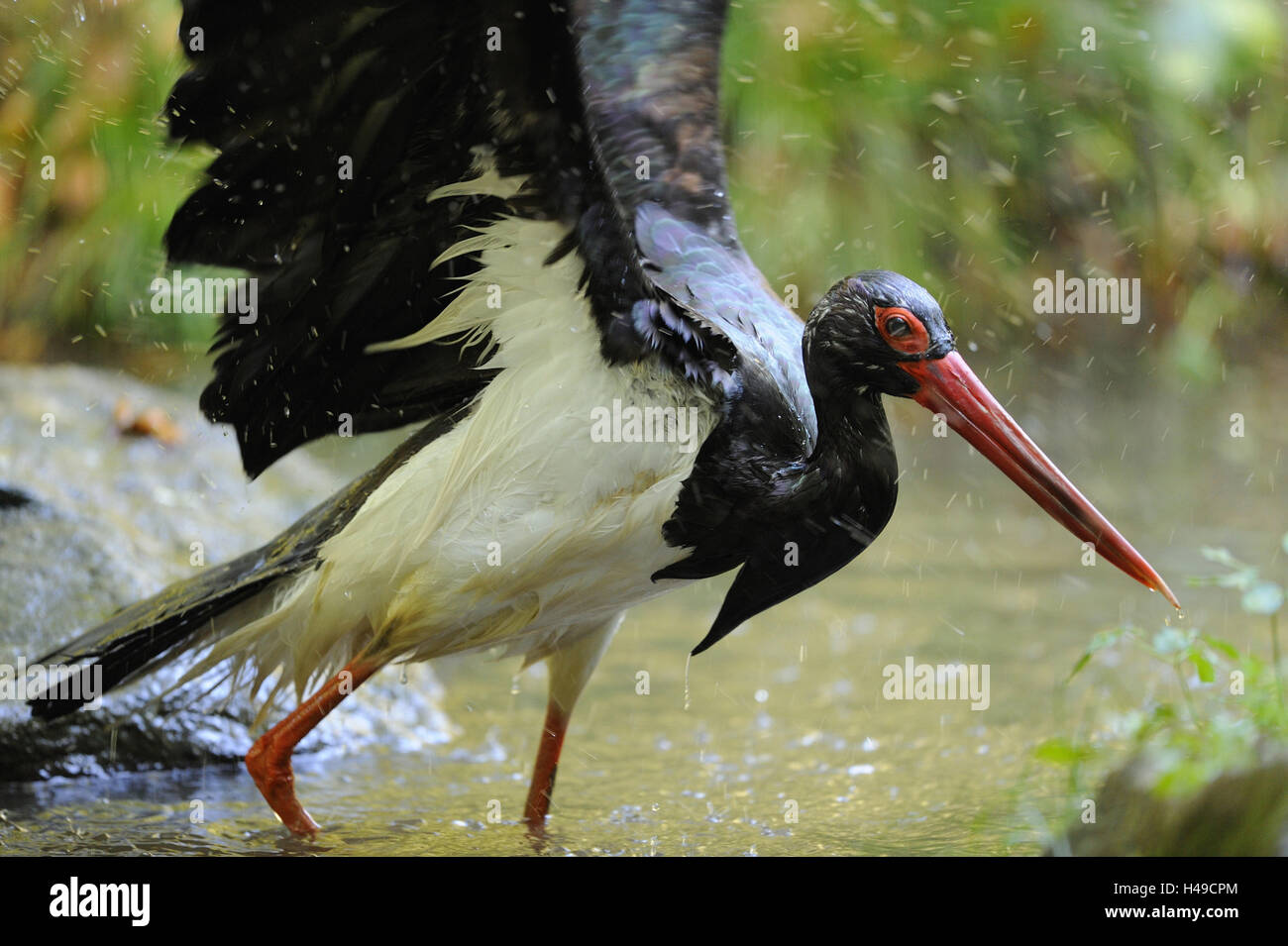 Side view stork standing hi-res stock photography and images - Alamy