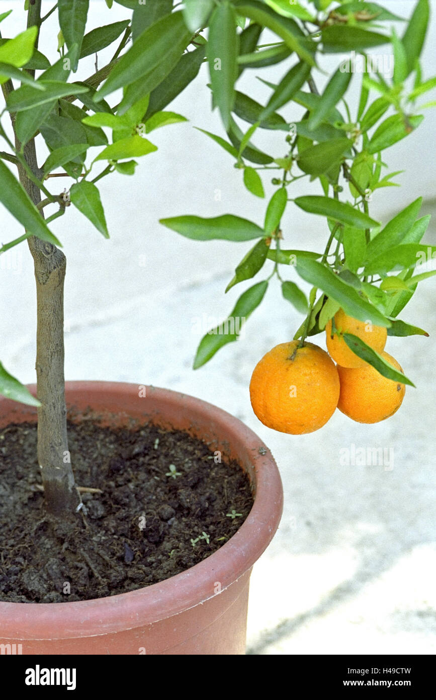 Orange tree in plant tub, close-up, detail Stock Photo - Alamy