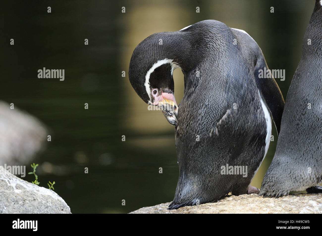 Humboldt's penguin, back view Stock Photo - Alamy
