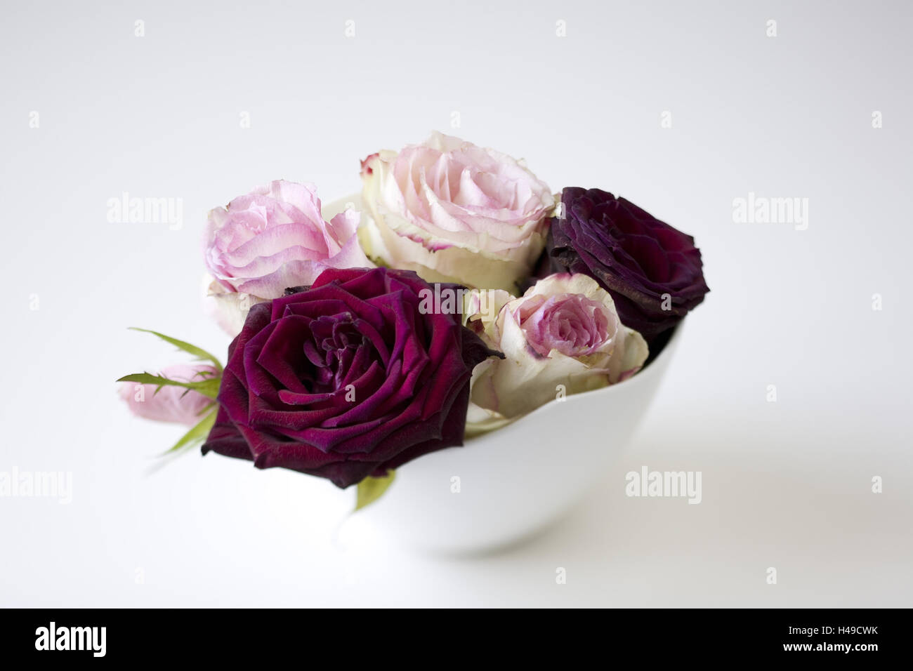 Rose and dark red roses in white porcelain peel Stock Photo - Alamy