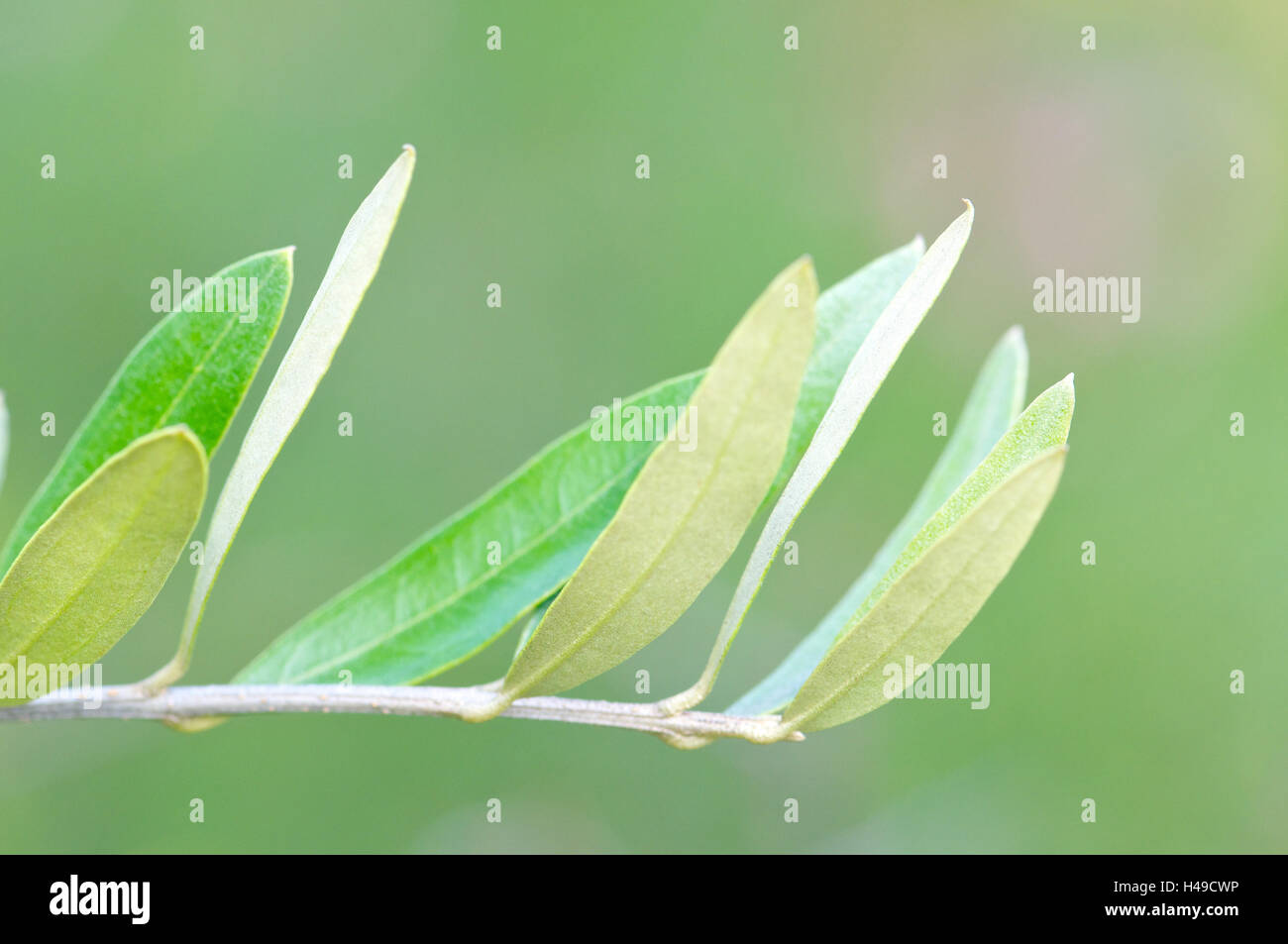 African olive olea europaea hi-res stock photography and images - Alamy