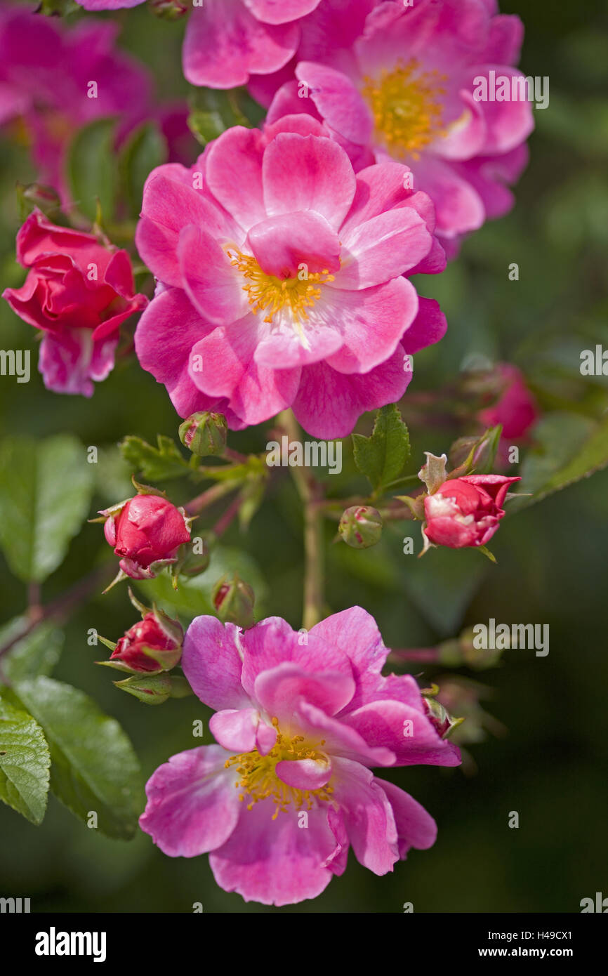 Dog rose bush, blossoms, close-up Stock Photo - Alamy