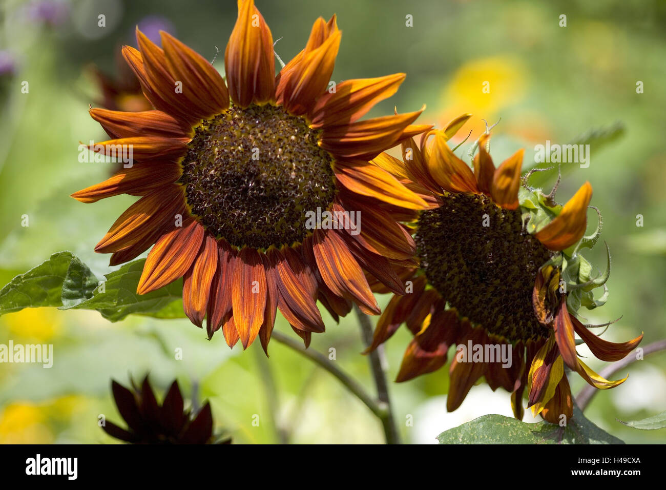 Brown sunflowers in the garden Stock Photo - Alamy