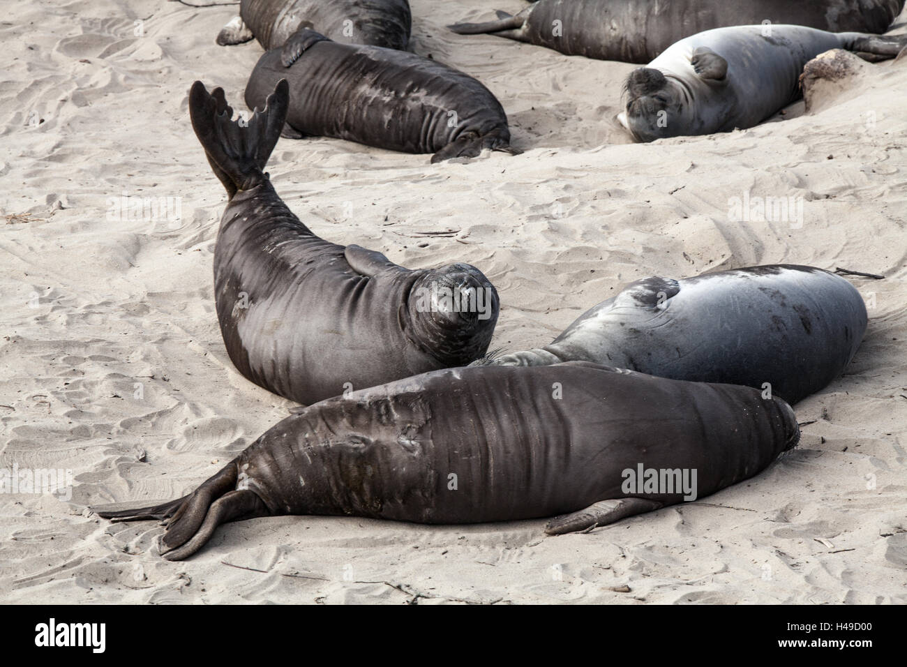 Sea elephant hi-res stock photography and images - Alamy