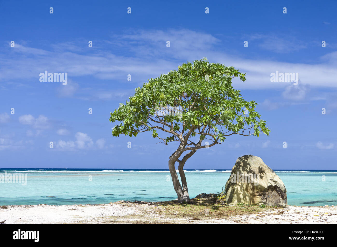 The Pacific Ocean, French Polynesia, tree, sunshine, solitaire tree ...
