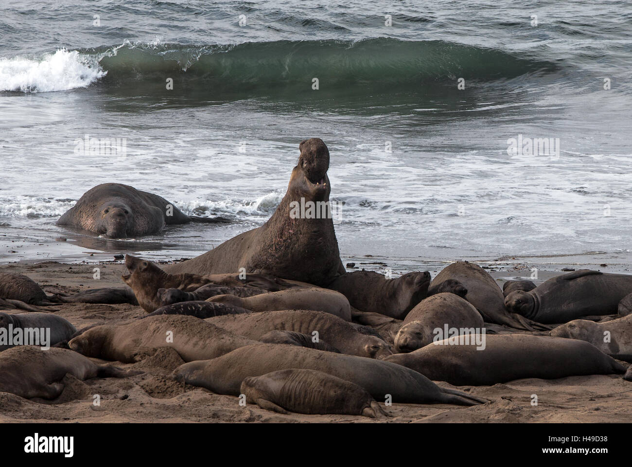 Sea elephant hi-res stock photography and images - Alamy