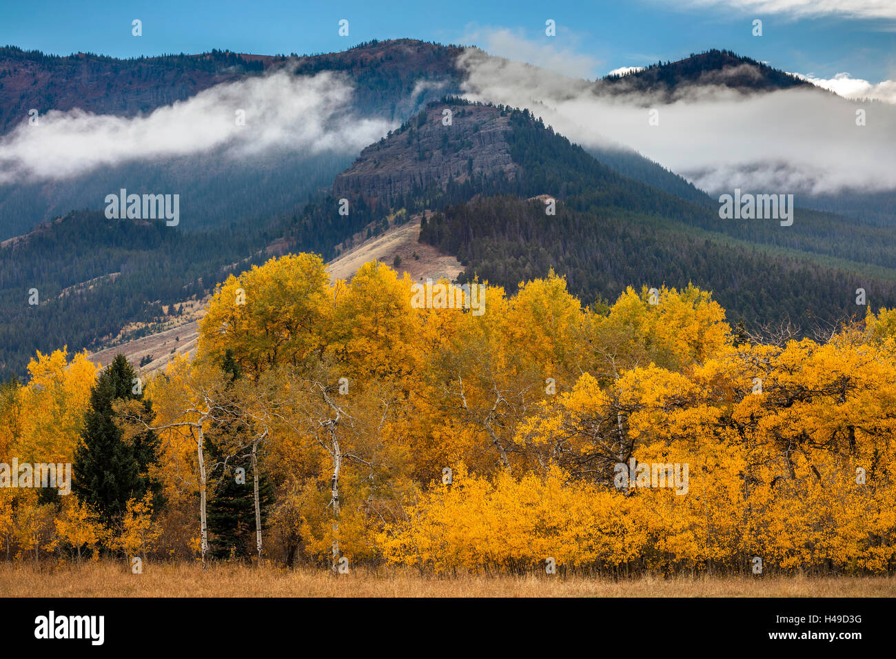Gallatin national forest hi-res stock photography and images - Alamy