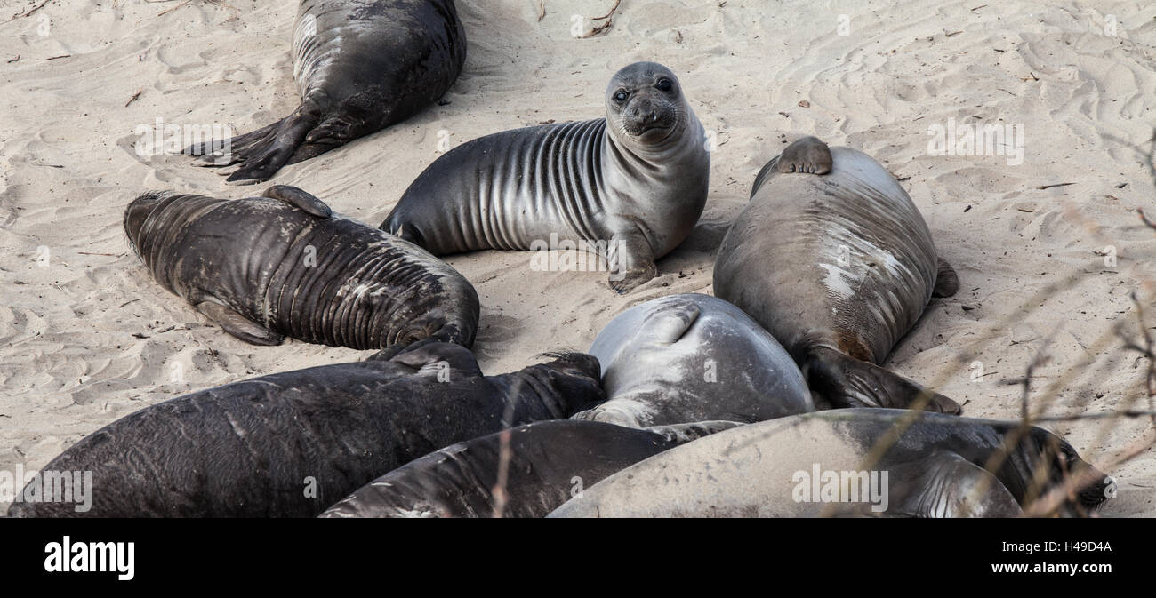 Sea elephant hi-res stock photography and images - Alamy