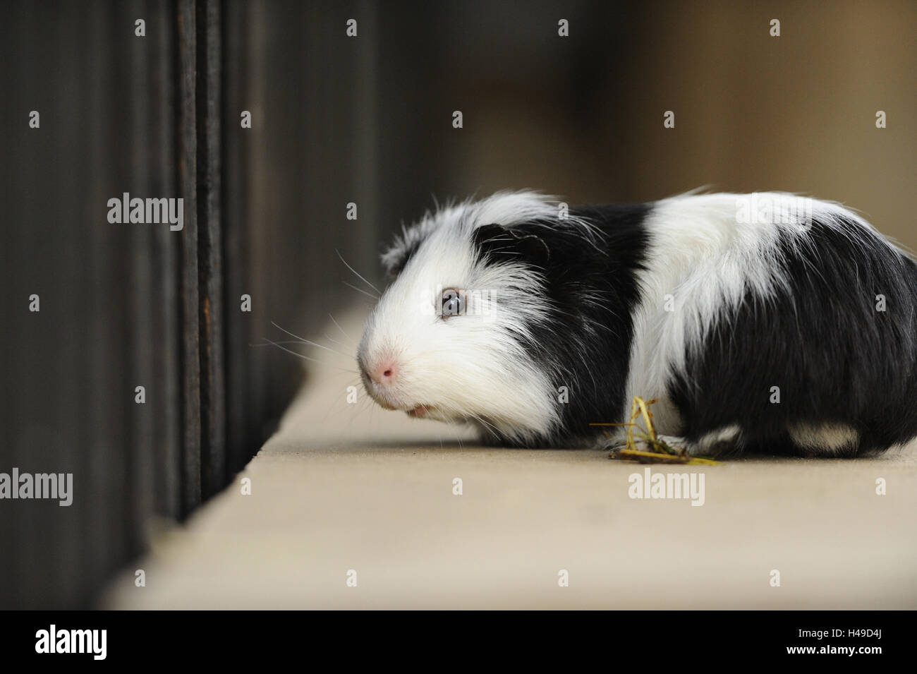 Domestic guinea pig, Cavia porcellus Stock Photo - Alamy