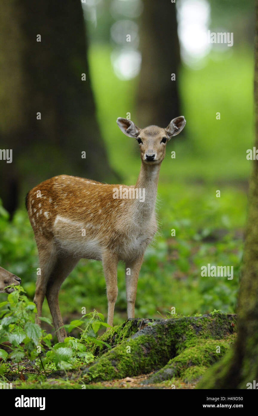 Cervus Dama Dama High Resolution Stock Photography and Images - Alamy