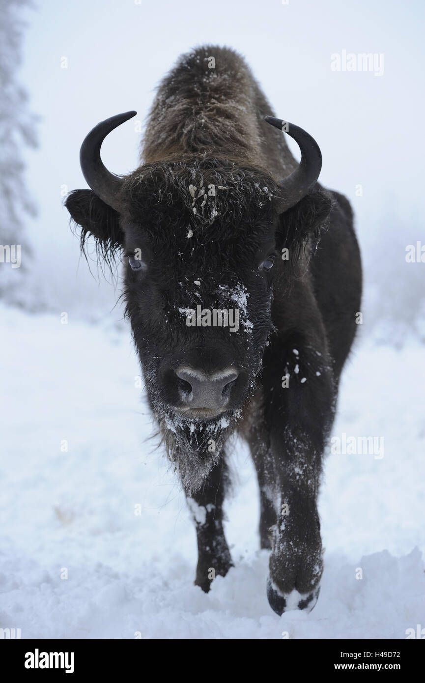 Bison looking hi-res stock photography and images - Alamy