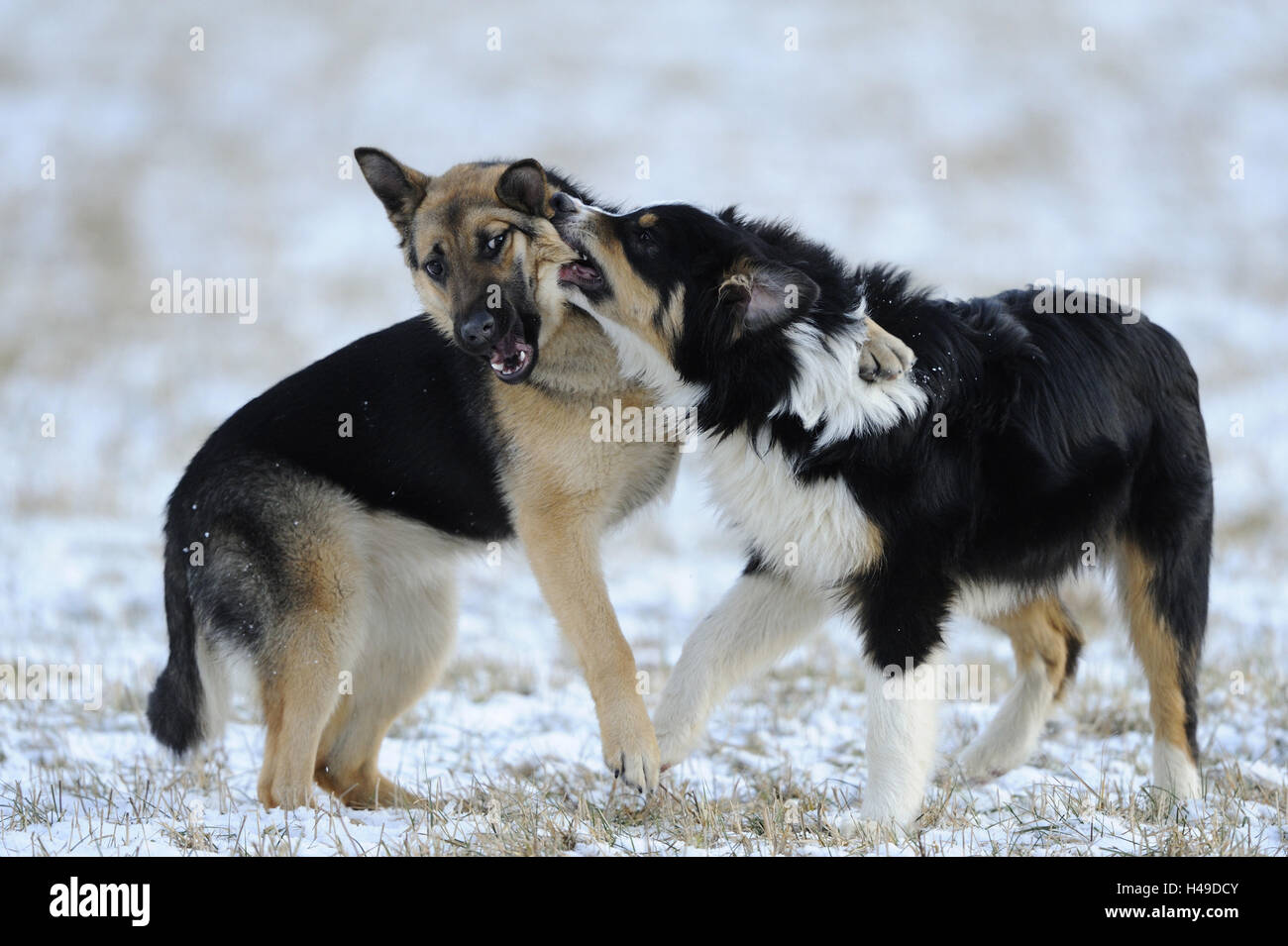 Young dogs, two, side view Stock Photo - Alamy