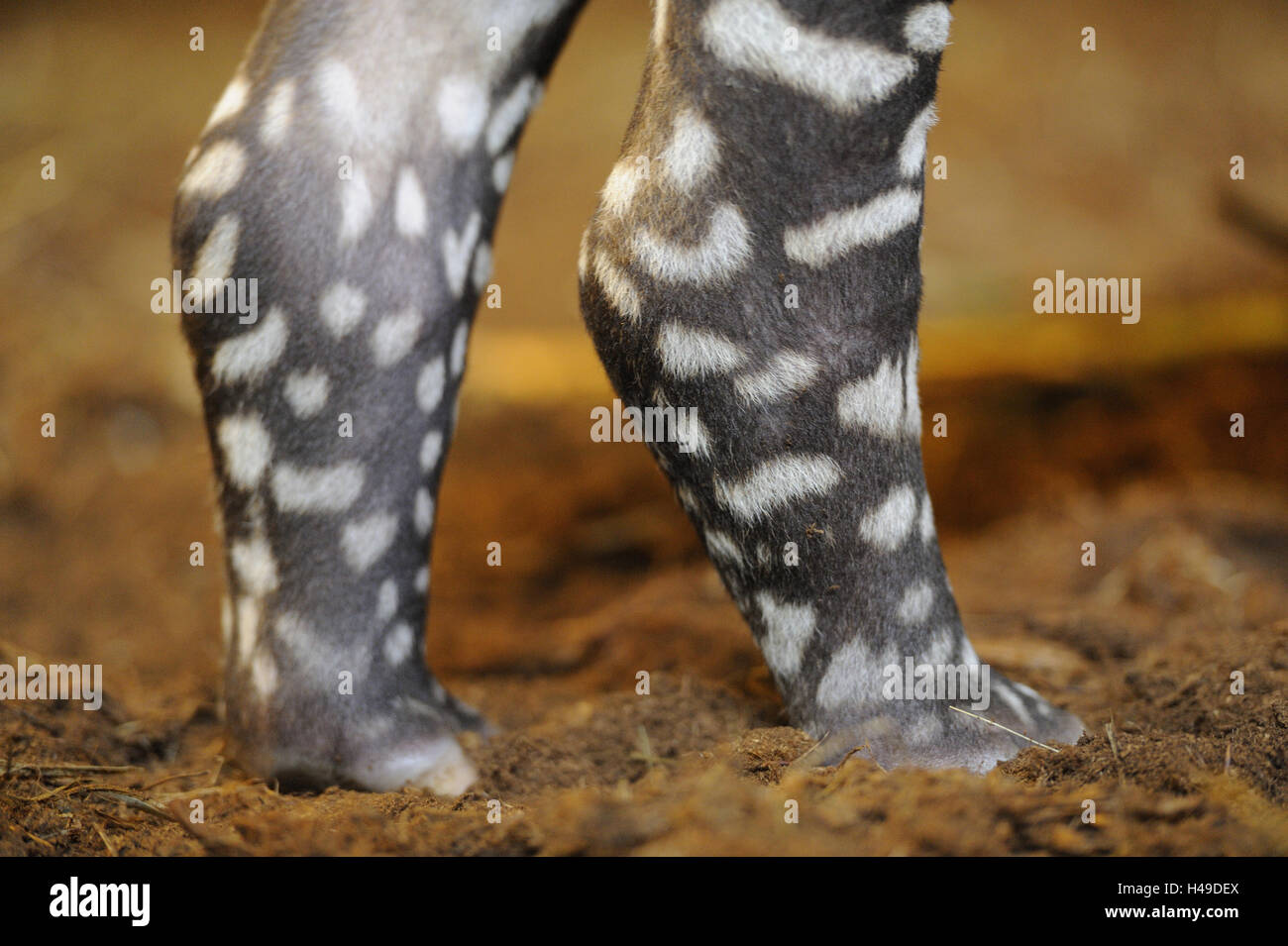 Tapir detail hi-res stock photography and images - Alamy