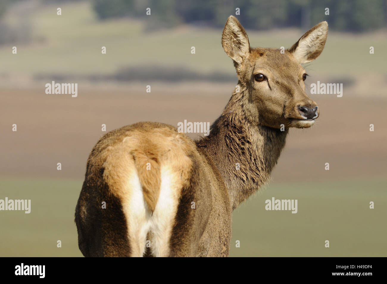 Half Zebra Half Deer