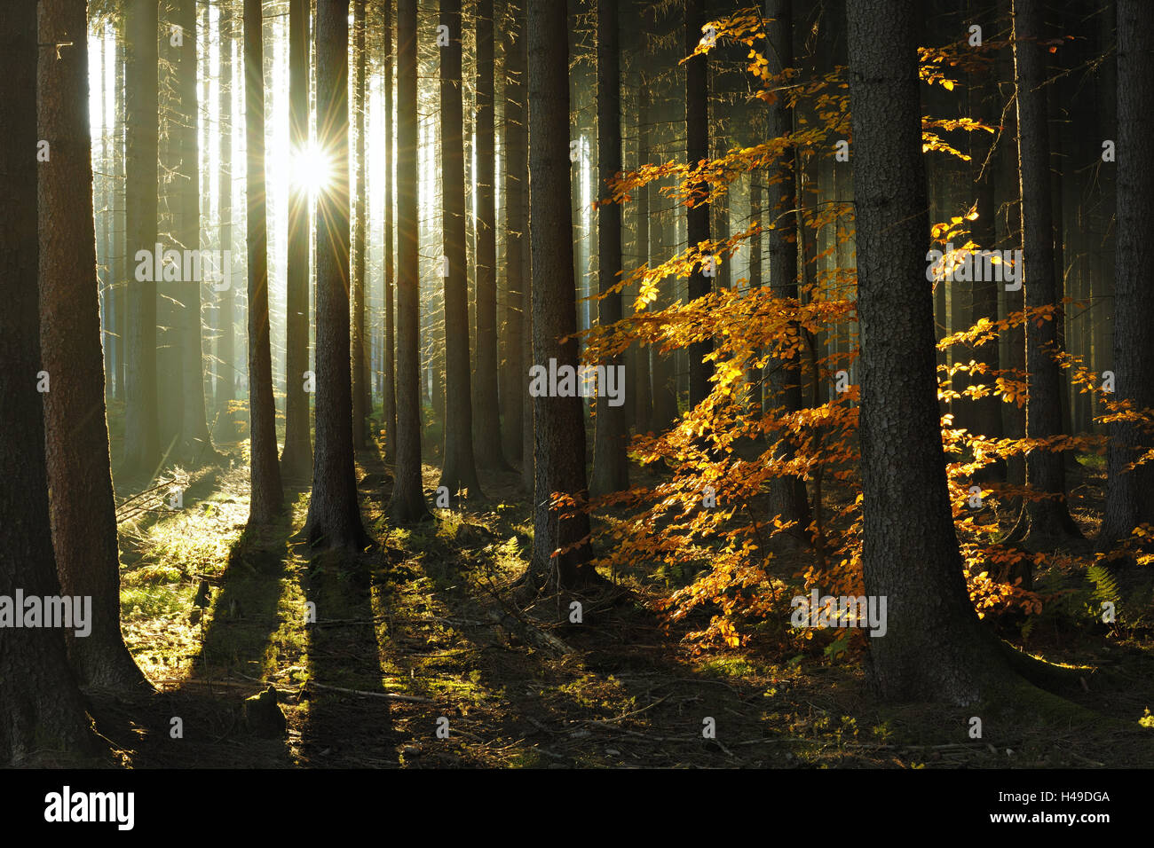 Backlight moo hi-res stock photography and images - Alamy