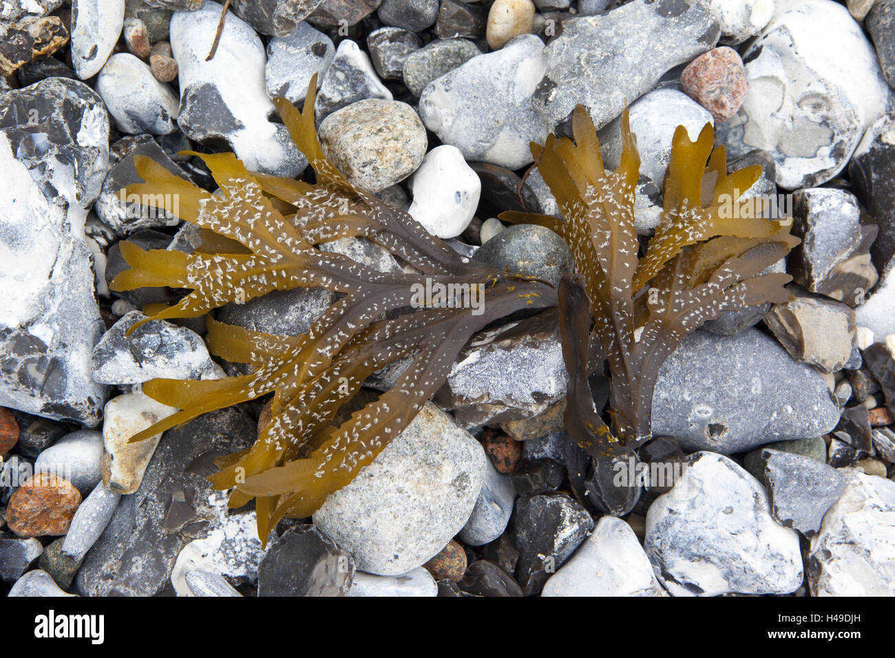 Stones algae hi-res stock photography and images - Alamy